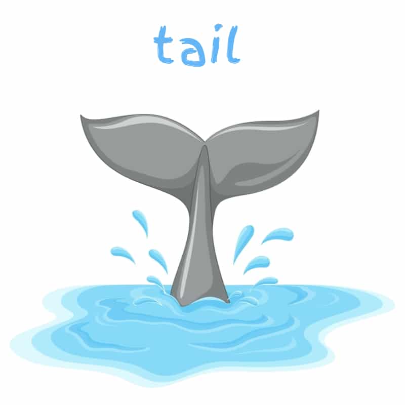 Vocabulary – Academia de Inglés :: English Solutions Vigo